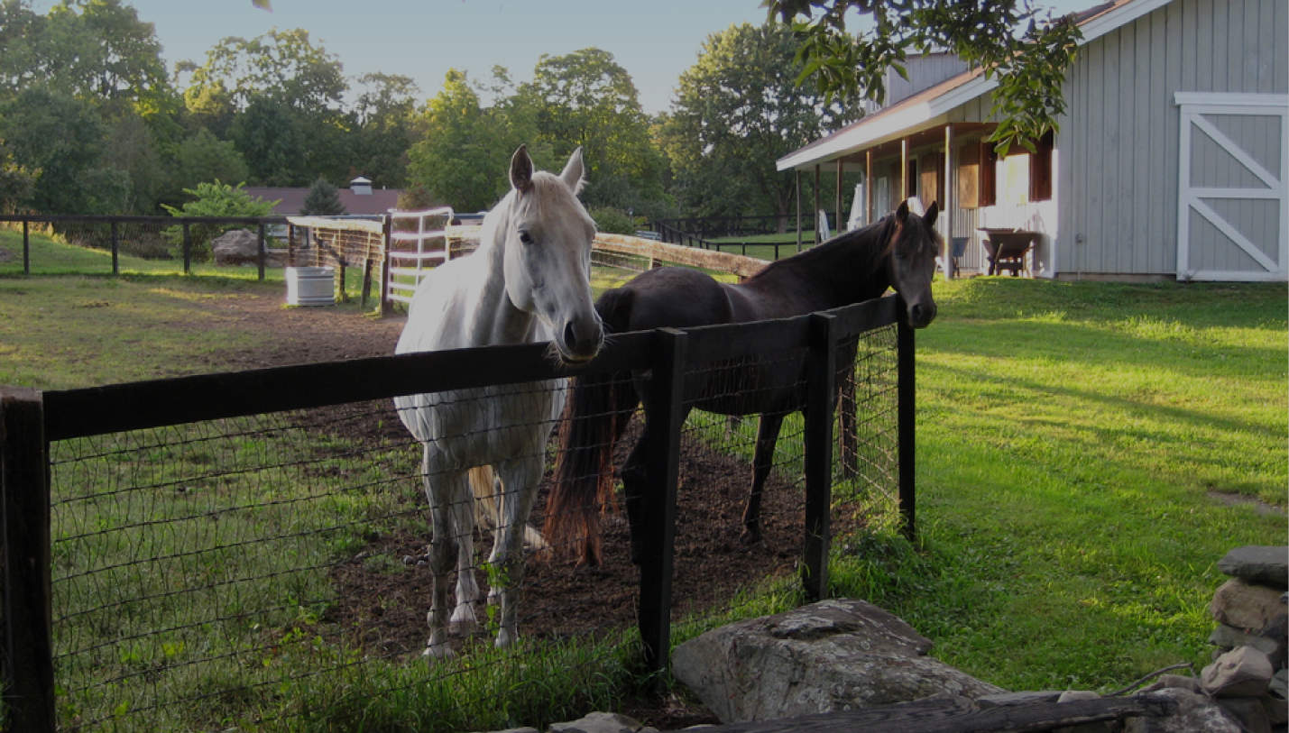 our-farm-bg - Whistlewood Farm Bed and Breakfast